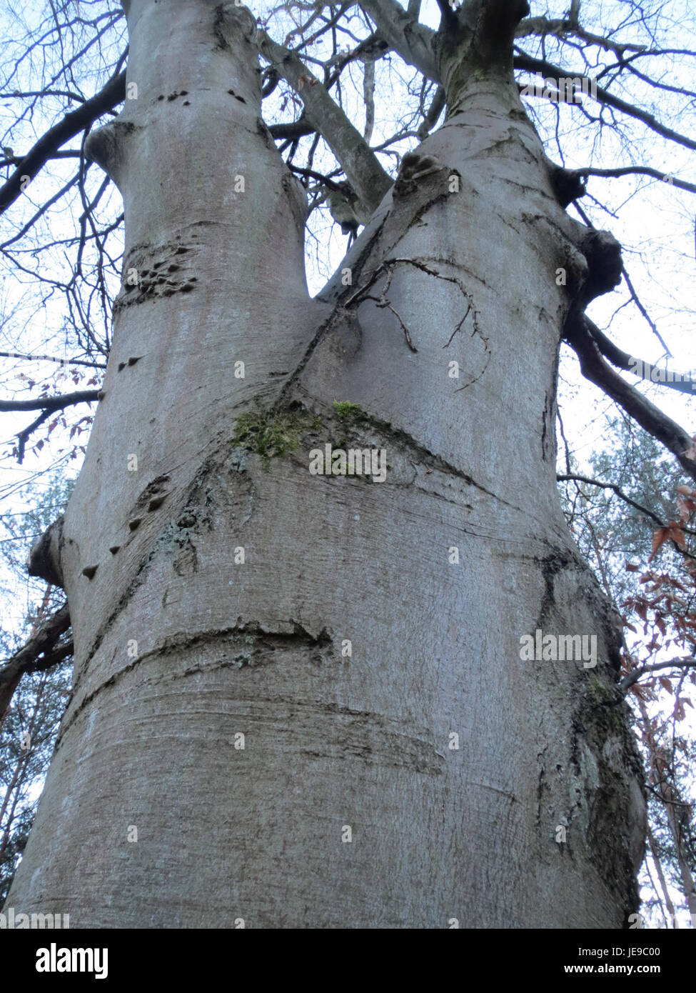 A photograph of a mature Fagus sylvatica, or European beech tree ...