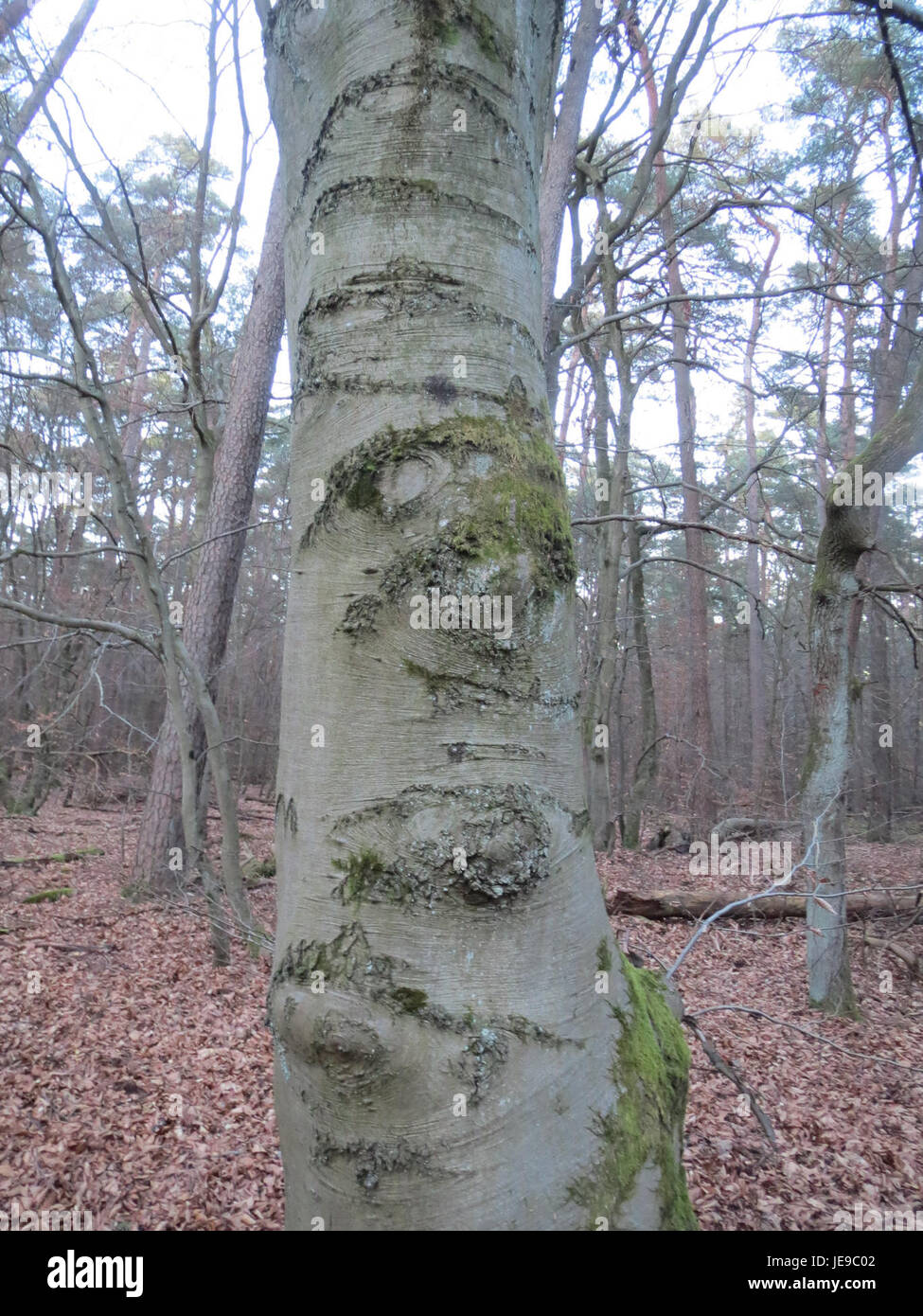 Fagus sylvatica, commonly known as European beech, is a deciduous tree ...