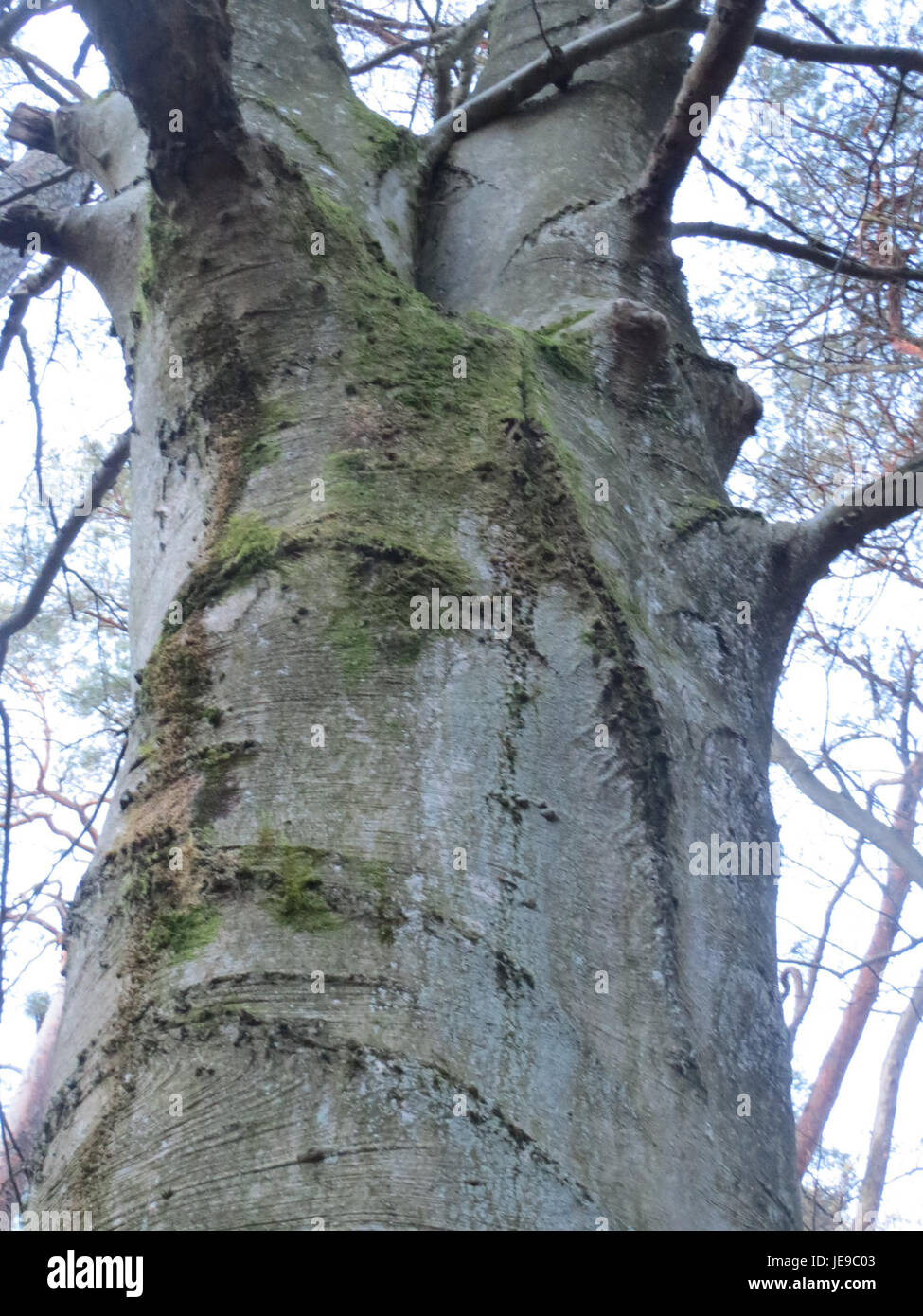 This image shows the Fagus sylvatica, commonly known as European beech ...