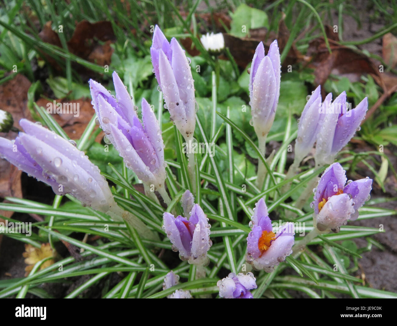 Crocus tommasinianus, commonly known as Tommasini's crocus, is an early ...