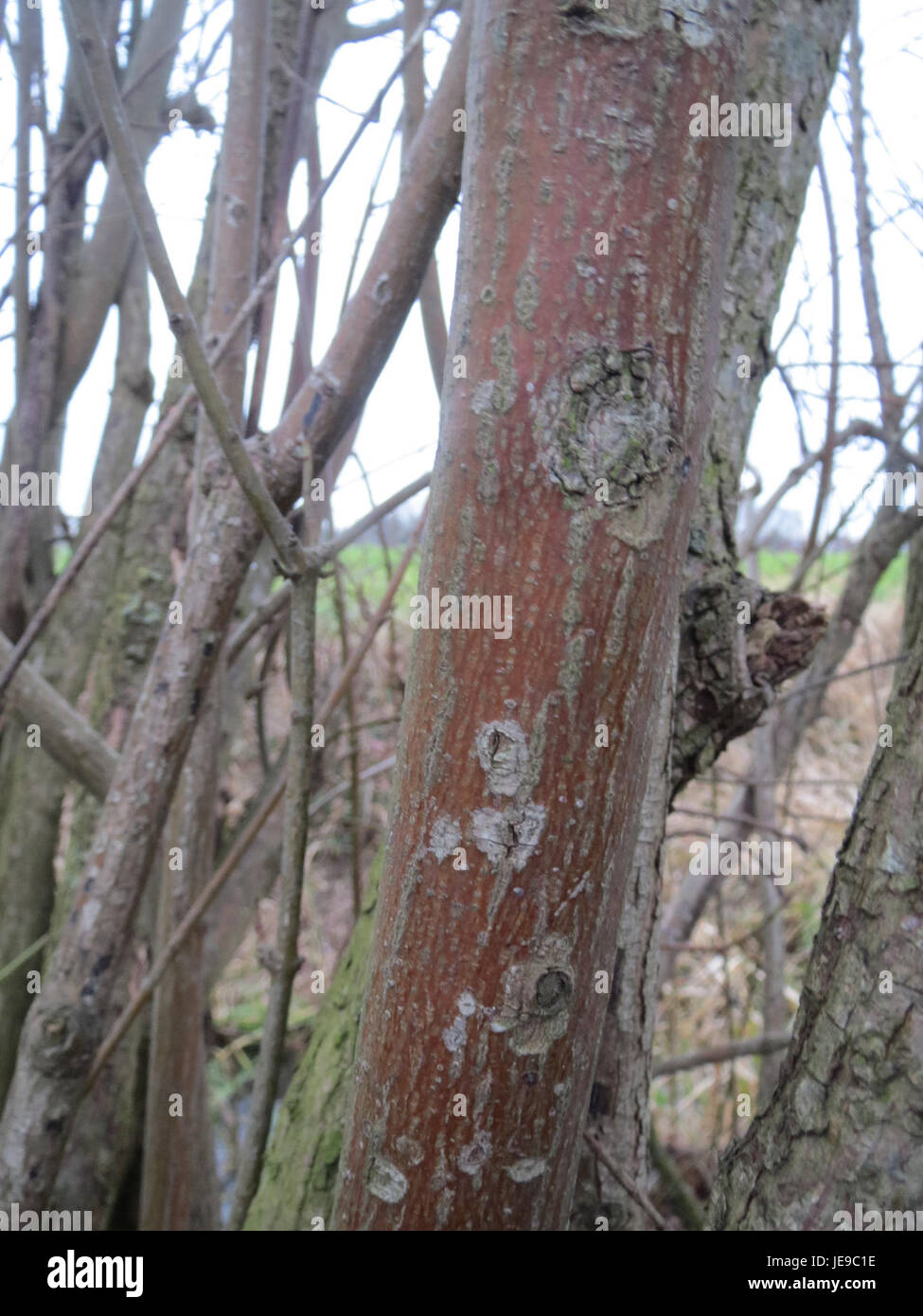 A photograph of Cornus sanguinea, also known as the bloodtwig dogwood ...