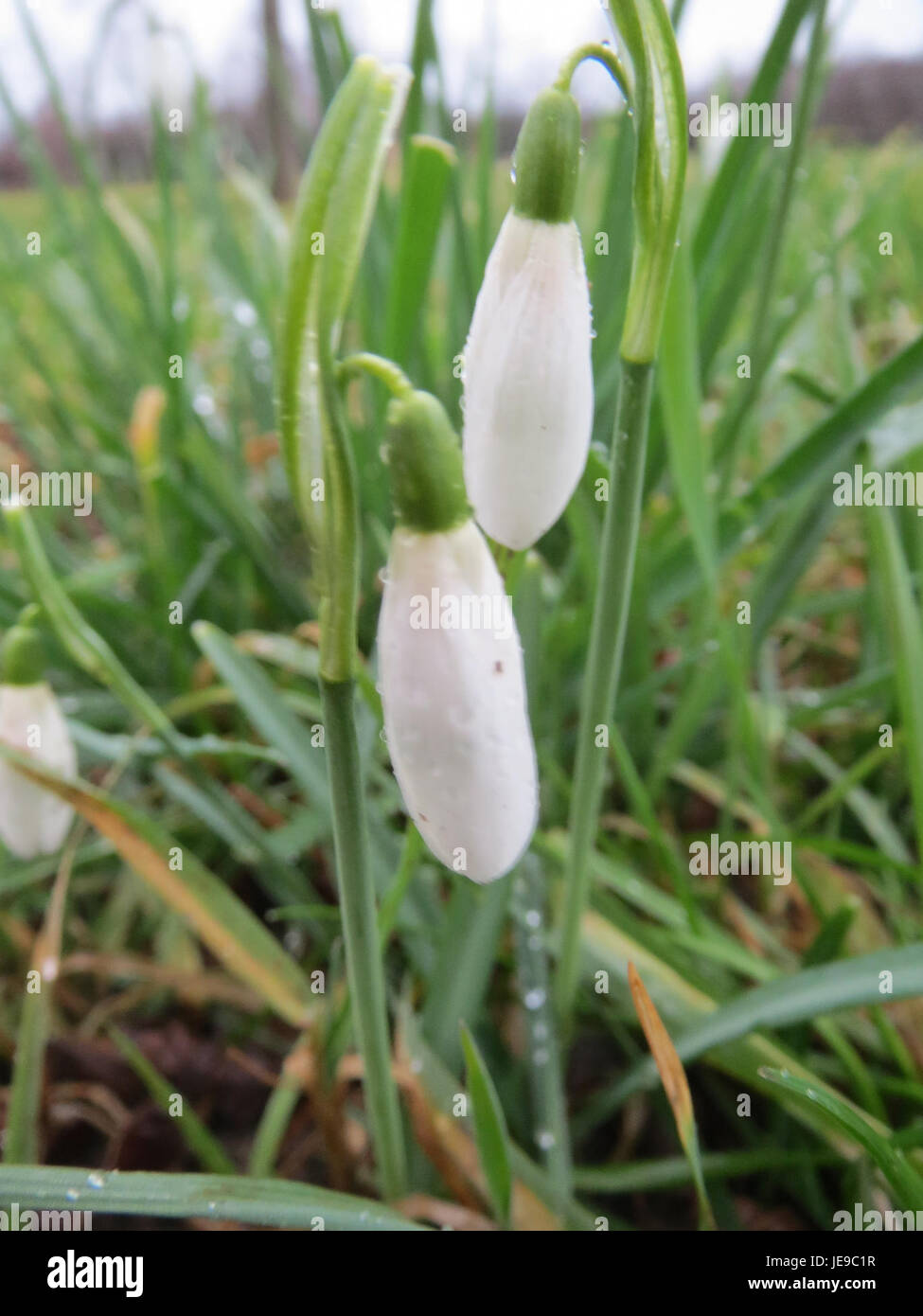 Galanthus nivalis, commonly known as snowdrop, is a perennial flowering ...
