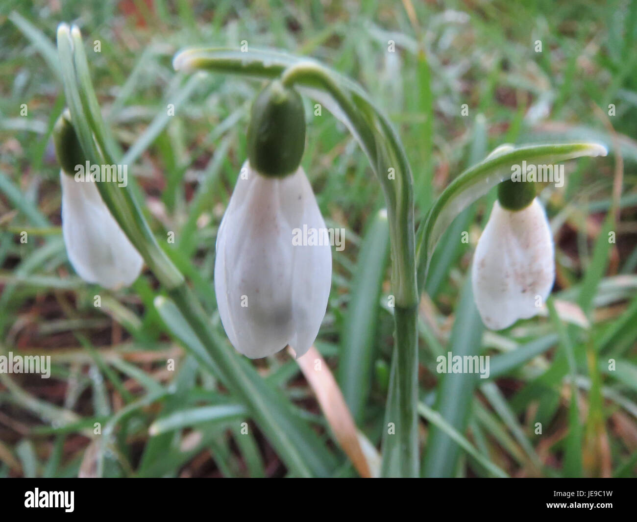 *Galanthus nivalis*, commonly known as Snowdrop, is a small early spring flower native to Europe ...