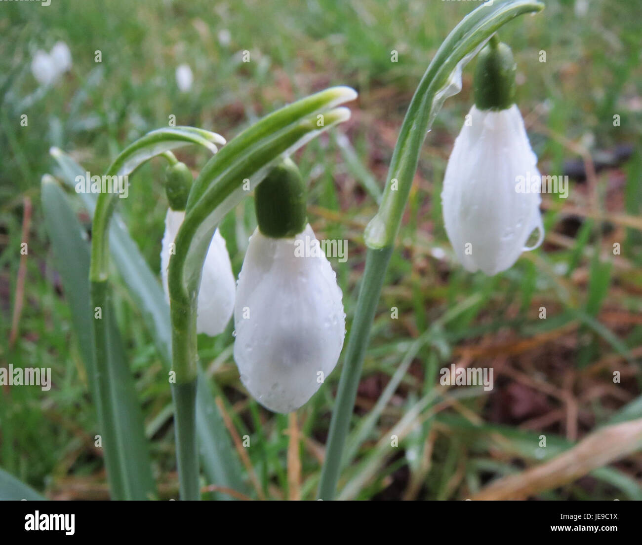 Galanthus nivalis known snowdrop hi-res stock photography and images ...