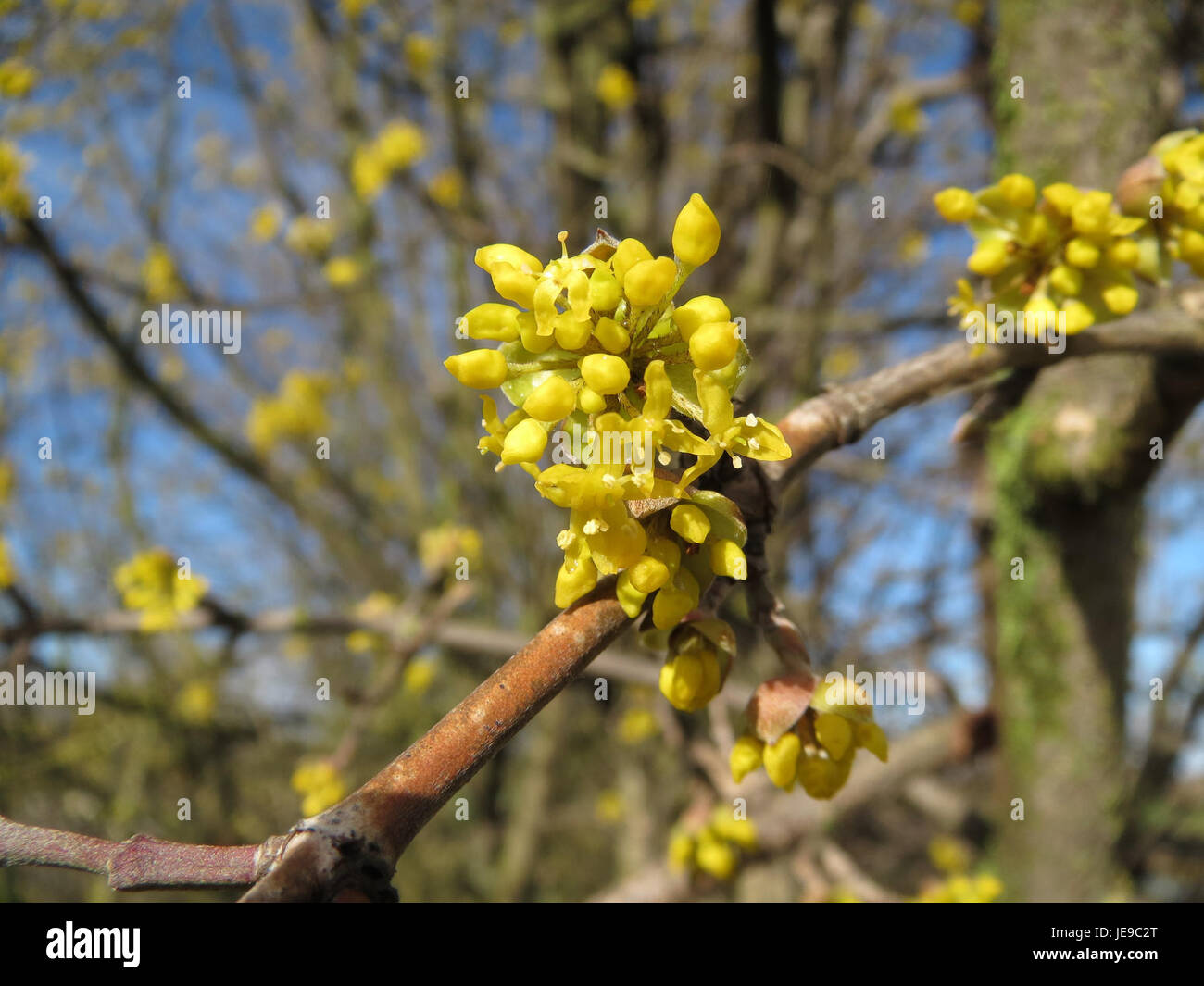 Cornus mas, also known as the Cornelian cherry, is a deciduous shrub or ...
