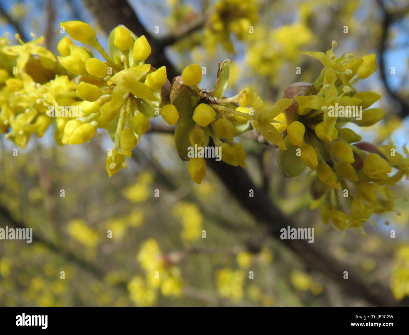 Cornus mas, commonly known as the cornelian cherry, is a deciduous ...