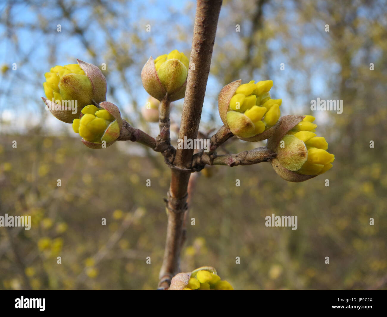 The image from February 16, 2014, features Cornus mas, or the Cornelian ...