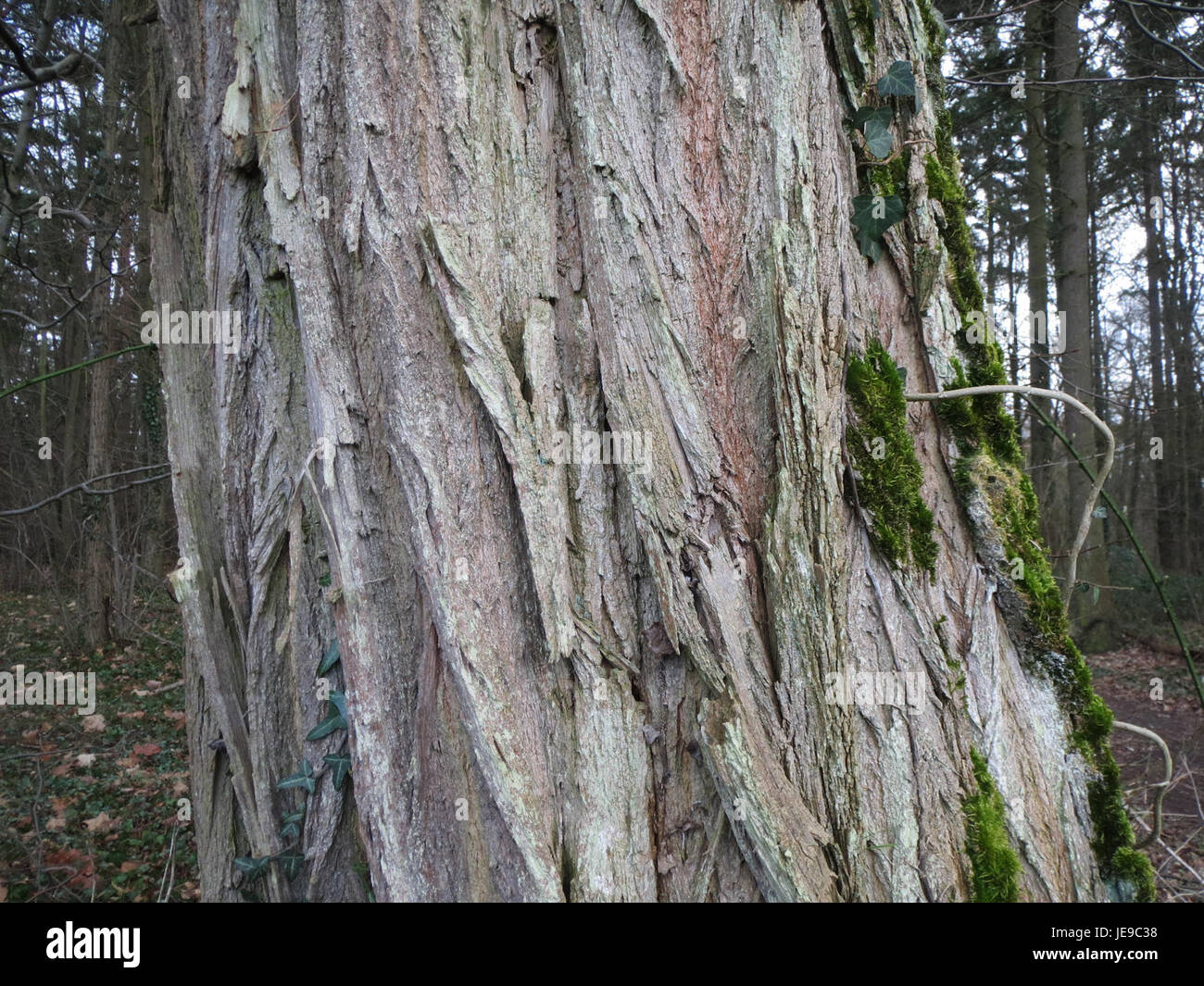 Robinie, also known as black locust, is a tree species native to North ...