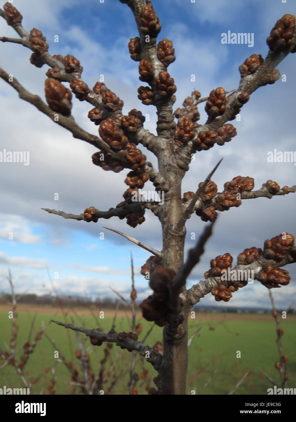 On February 16, 2014, an image captured Hippophae rhamnoides, commonly ...