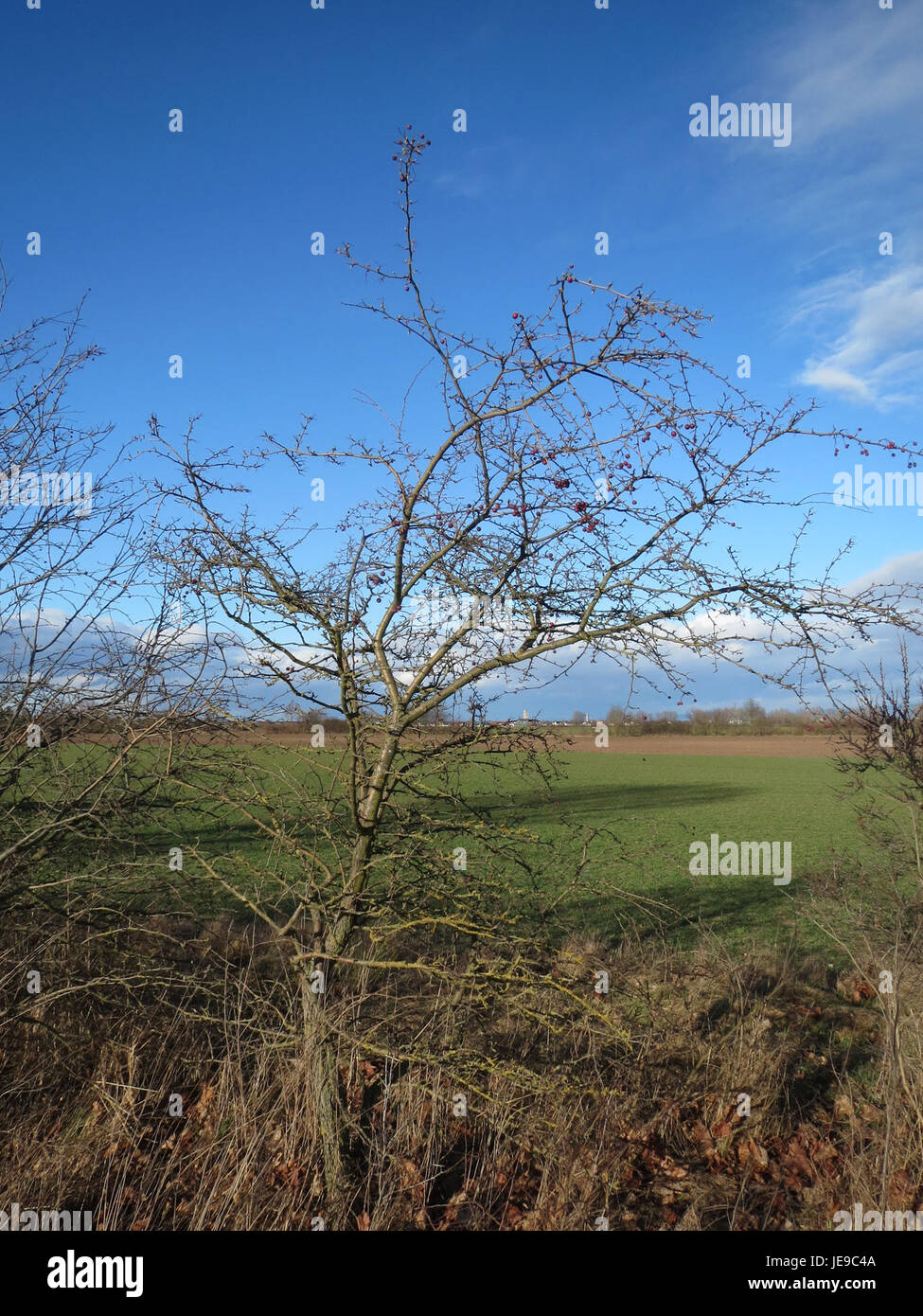 German hawthorn identification hi-res stock photography and images - Alamy
