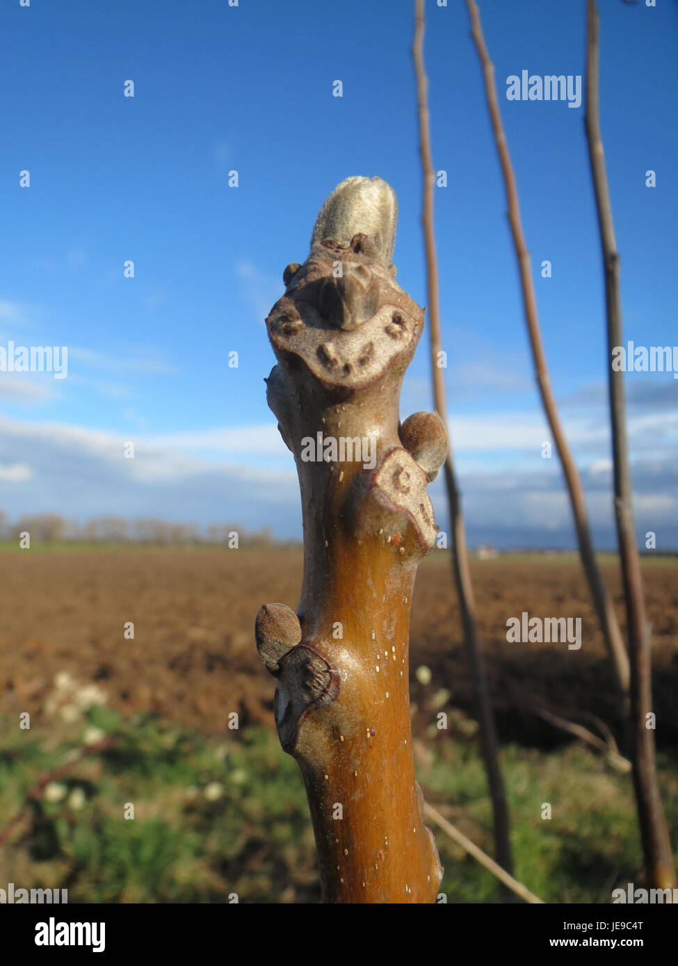 This image features a walnut tree (Juglans regia) in Reilingen, Germany ...