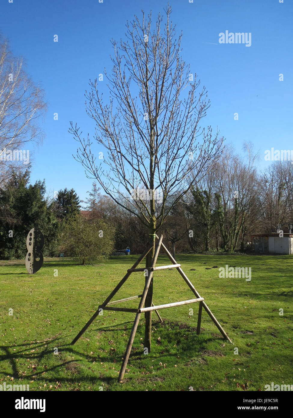 The Esche tree located in Hockenheim is a notable specimen, known for ...