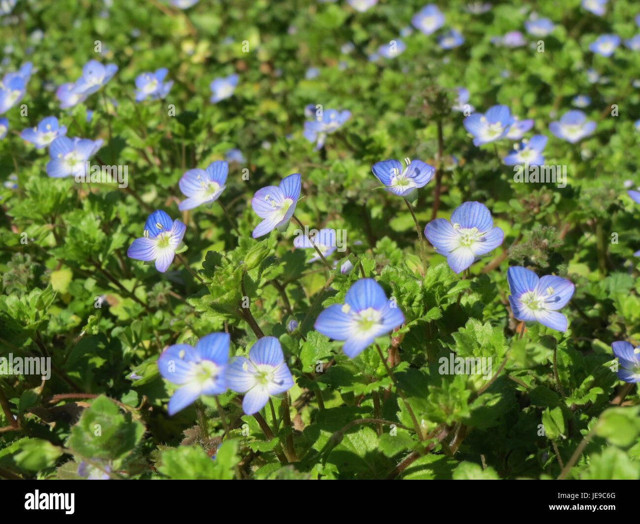 A photograph showing the *Ehrenpreis* (Veronica), a plant species ...