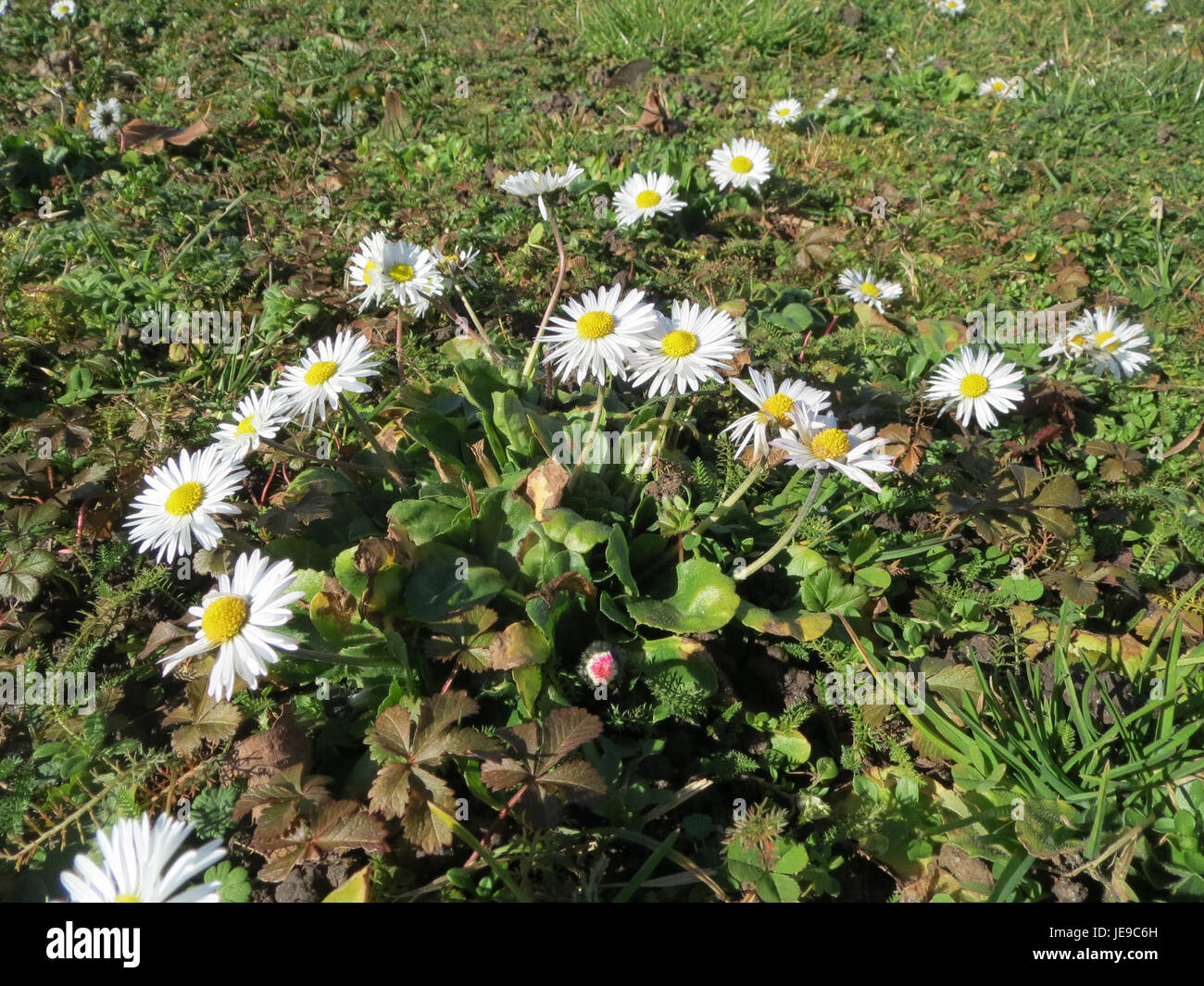 An image of Bellis perennis, commonly known as the common daisy ...