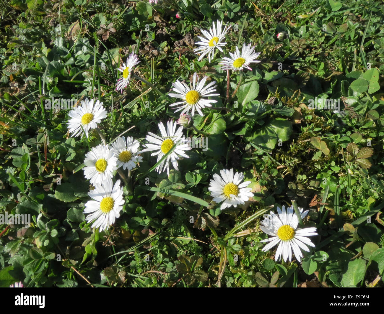 The image shows Bellis perennis, commonly known as the English daisy ...
