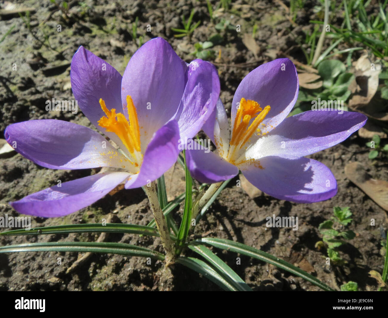Crocus tommasinianus, commonly known as the Tommasini crocus, is one of ...