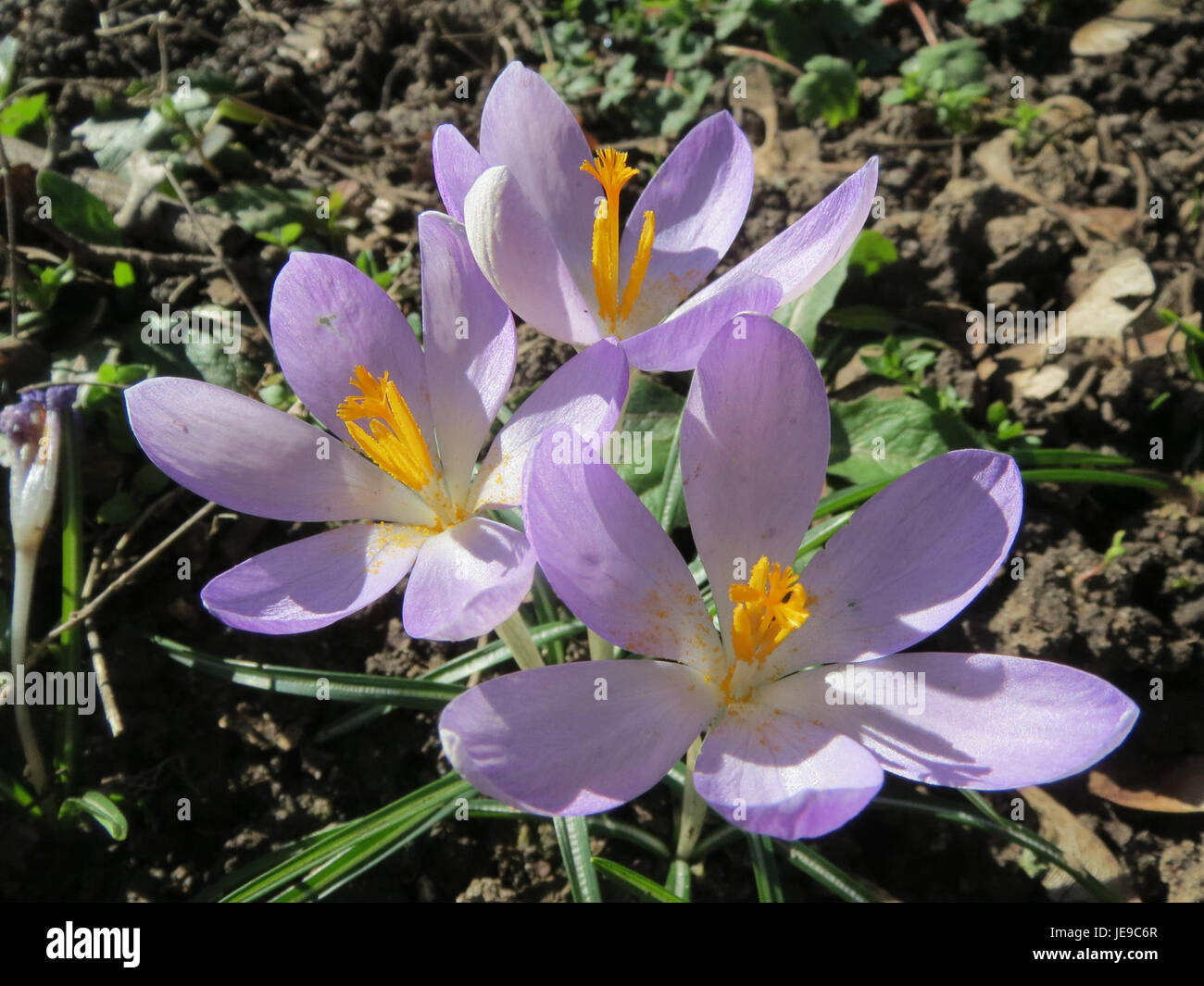 Crocus tommasinianus, also known as Tommasini's crocus, is an early ...