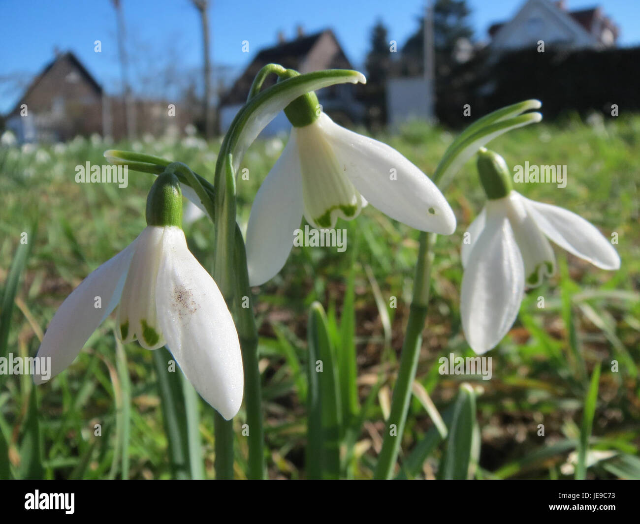Galanthus nivalis, commonly known as the snowdrop, is one of the first ...