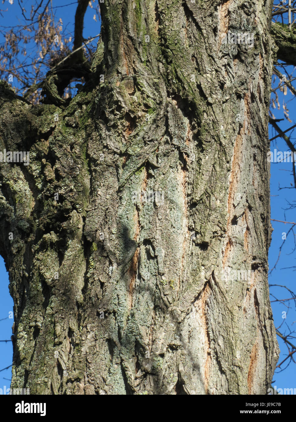 *Robinia pseudoacacia*, commonly known as black locust, is a deciduous ...