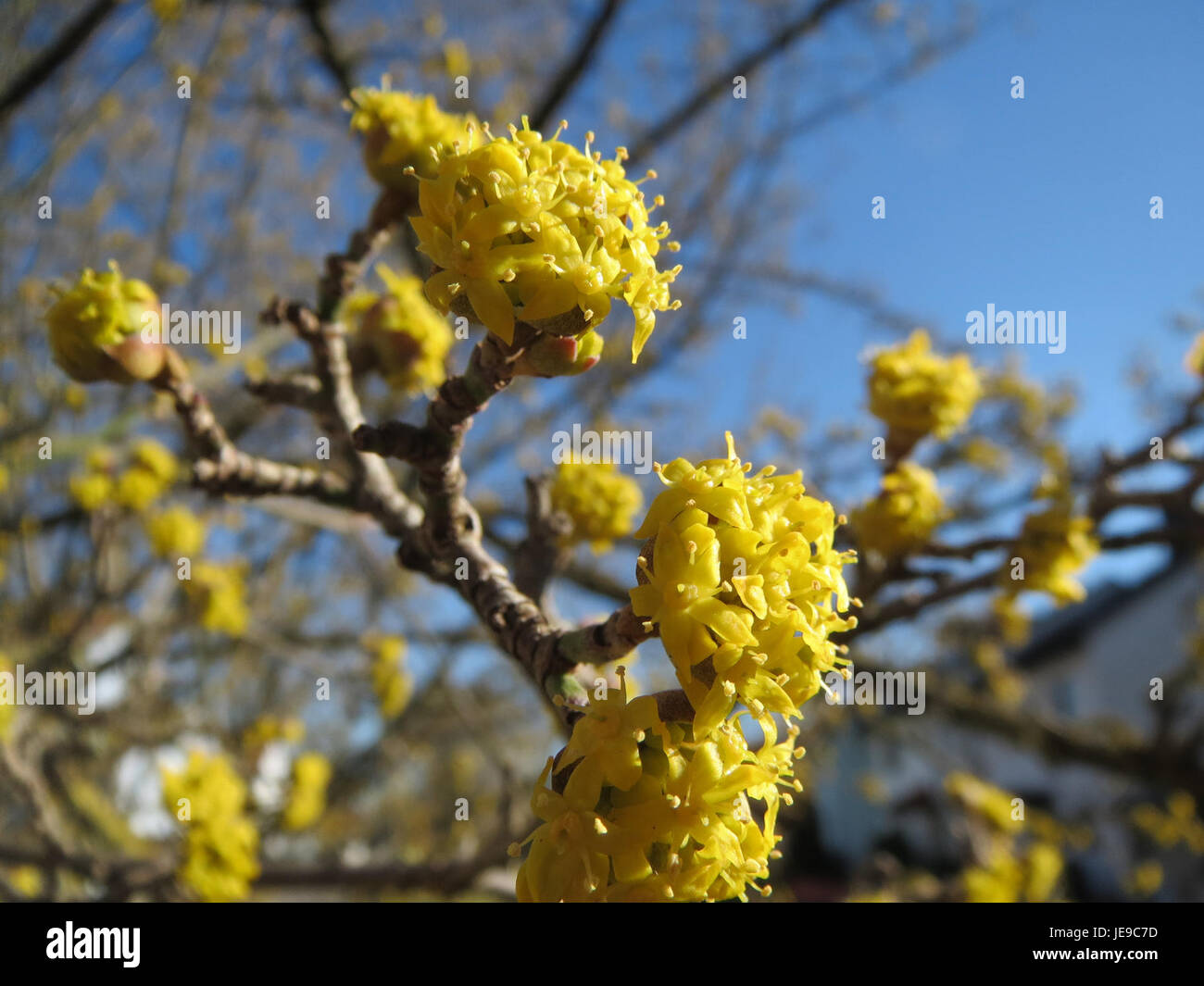 Cornus mas, commonly known as the Cornelian cherry, is a small tree ...