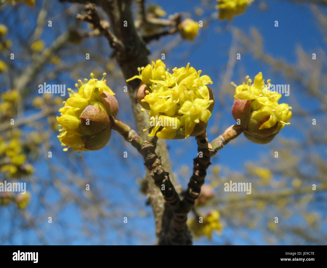This photograph captures the Cornus mas, also known as the Cornelian ...
