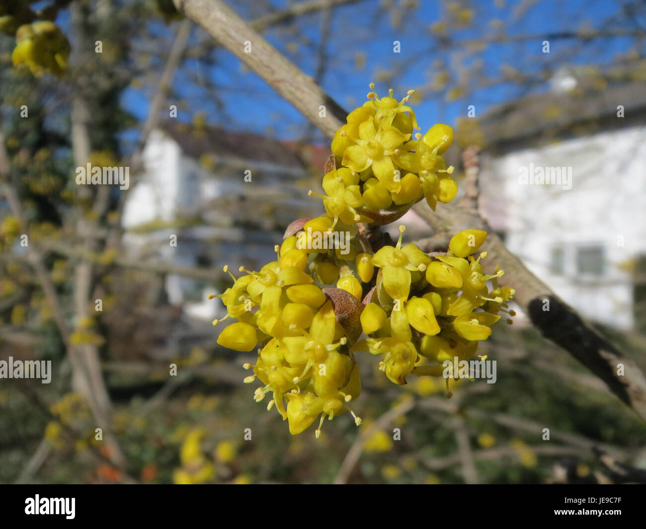 Cornus mas, commonly known as the Cornelian cherry, is a flowering ...