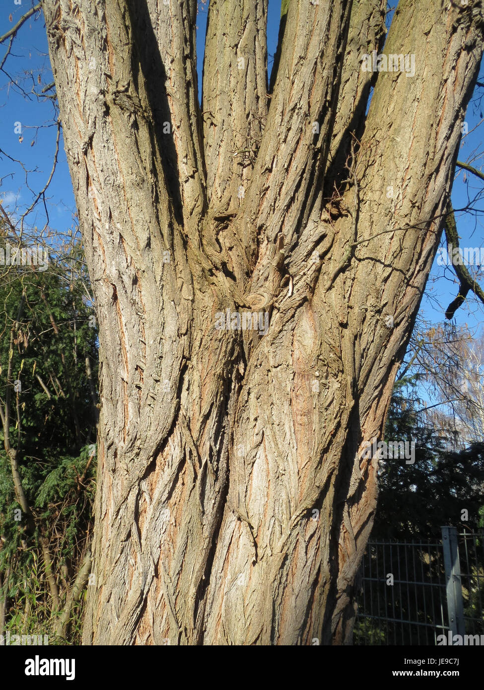 Robinia pseudoacacia, commonly known as black locust, is a deciduous ...