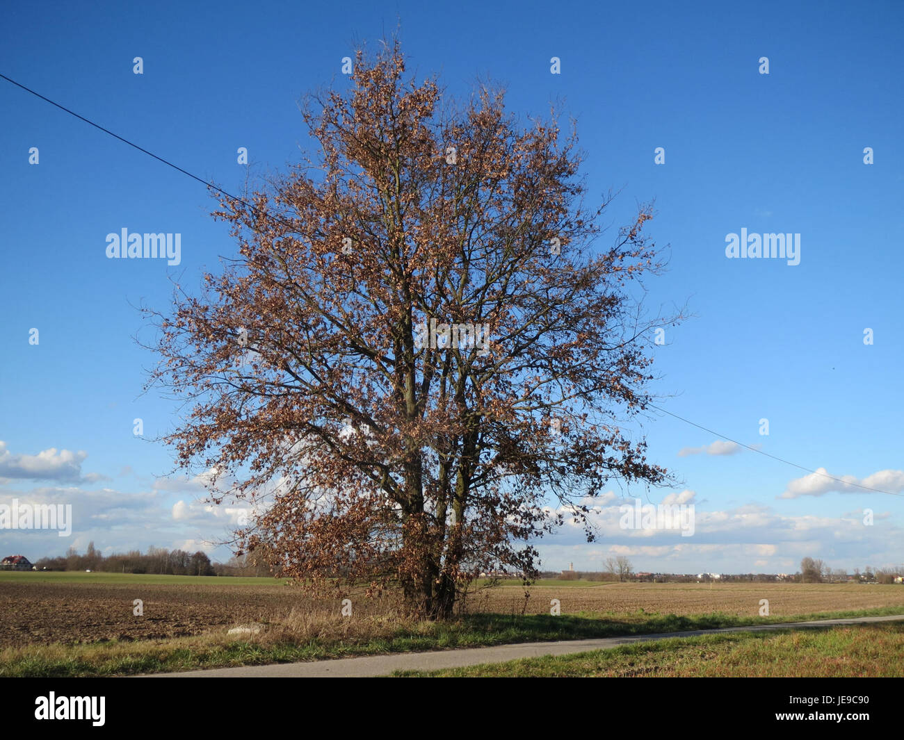 A photograph of an oak tree (Eiche) in Reilingen, Germany, showcasing ...