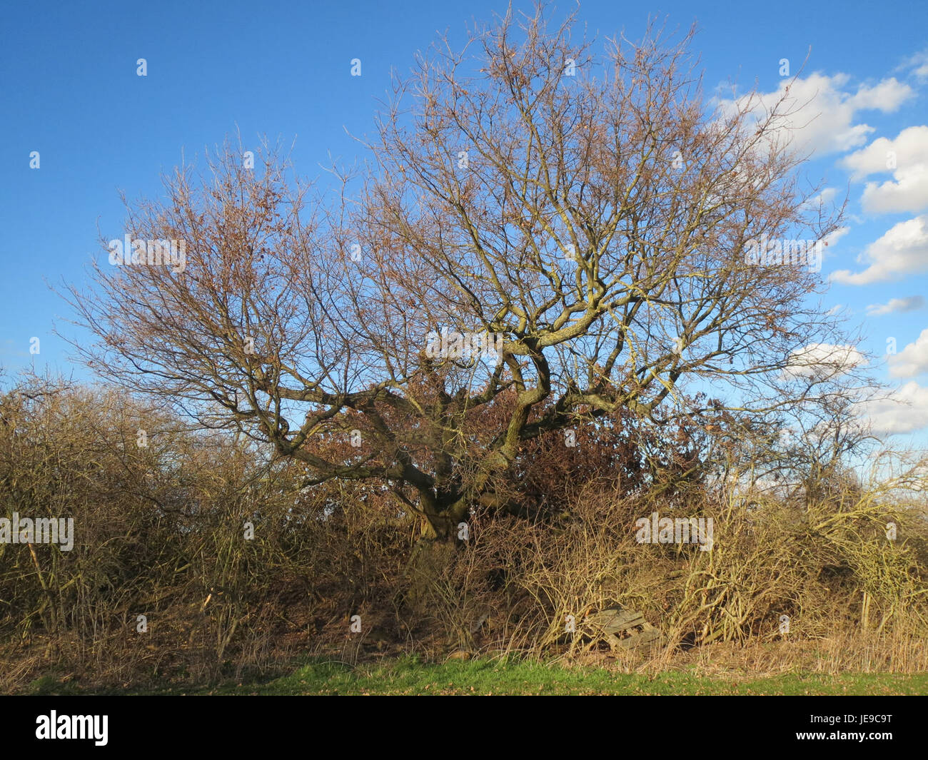 This photograph shows a mature oak tree (Quercus robur) in Reilingen ...