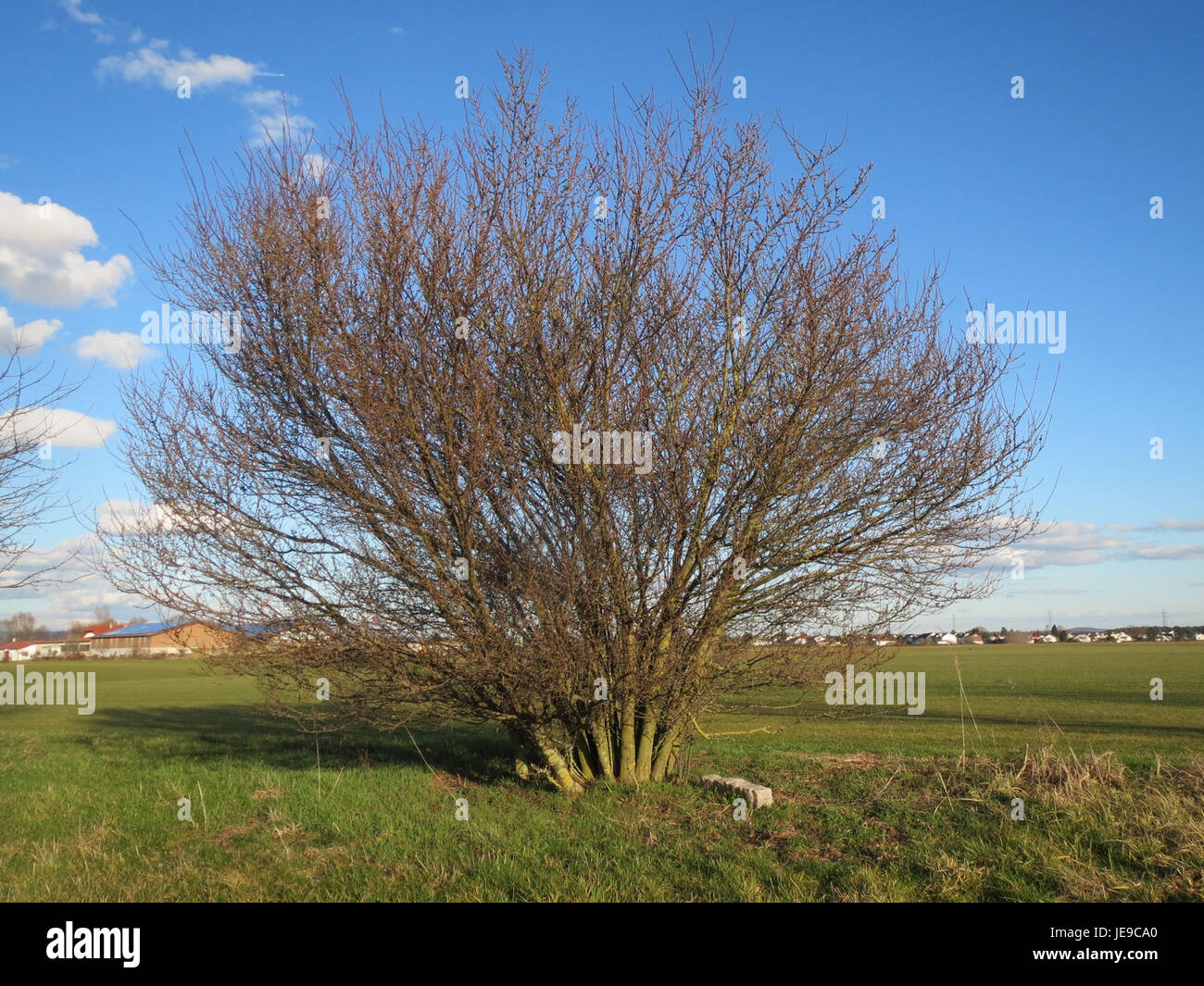 Prunus cerasifera in bloom hi-res stock photography and images - Alamy