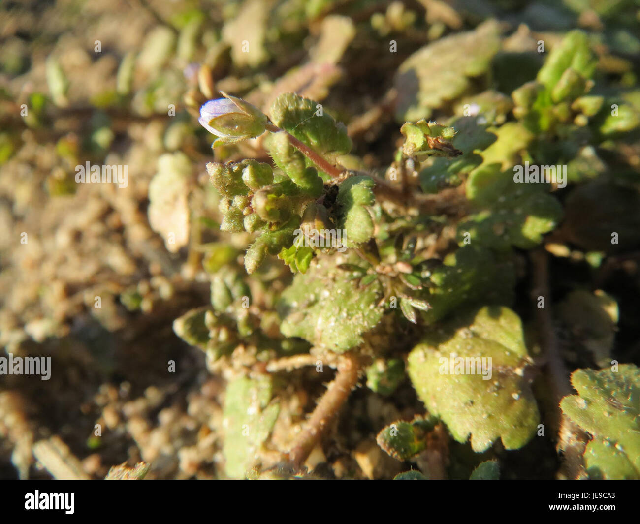 Veronica persica common speedwell hi-res stock photography and images ...