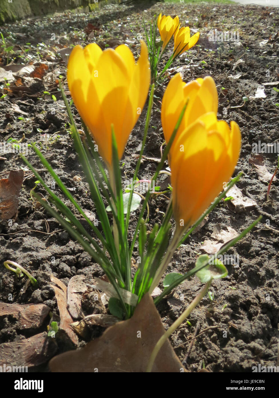 The image depicts Crocus chrysanthus, commonly known as the winter ...