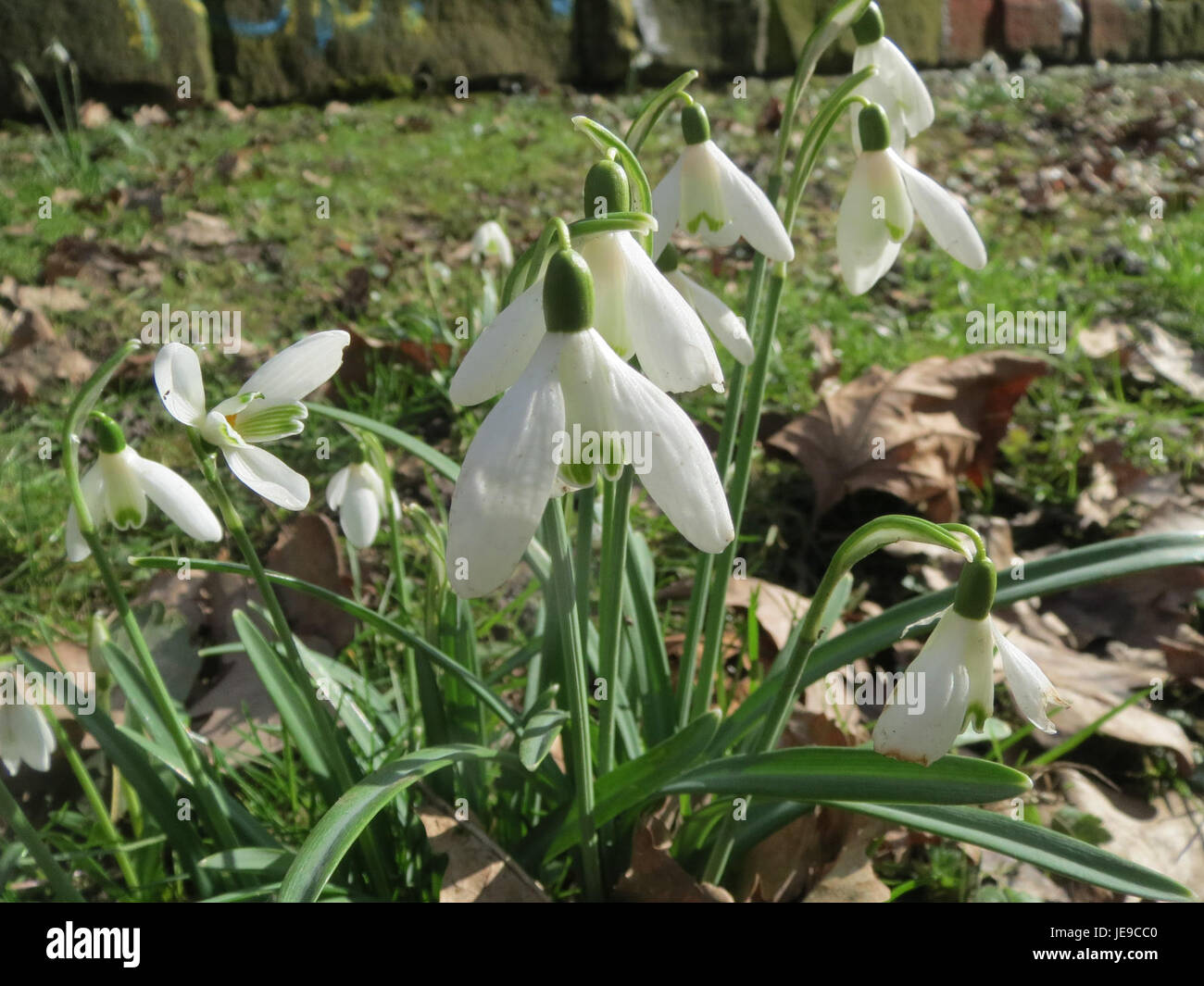 Galanthus nivalis, also known as snowdrop, is one of the first flowers ...