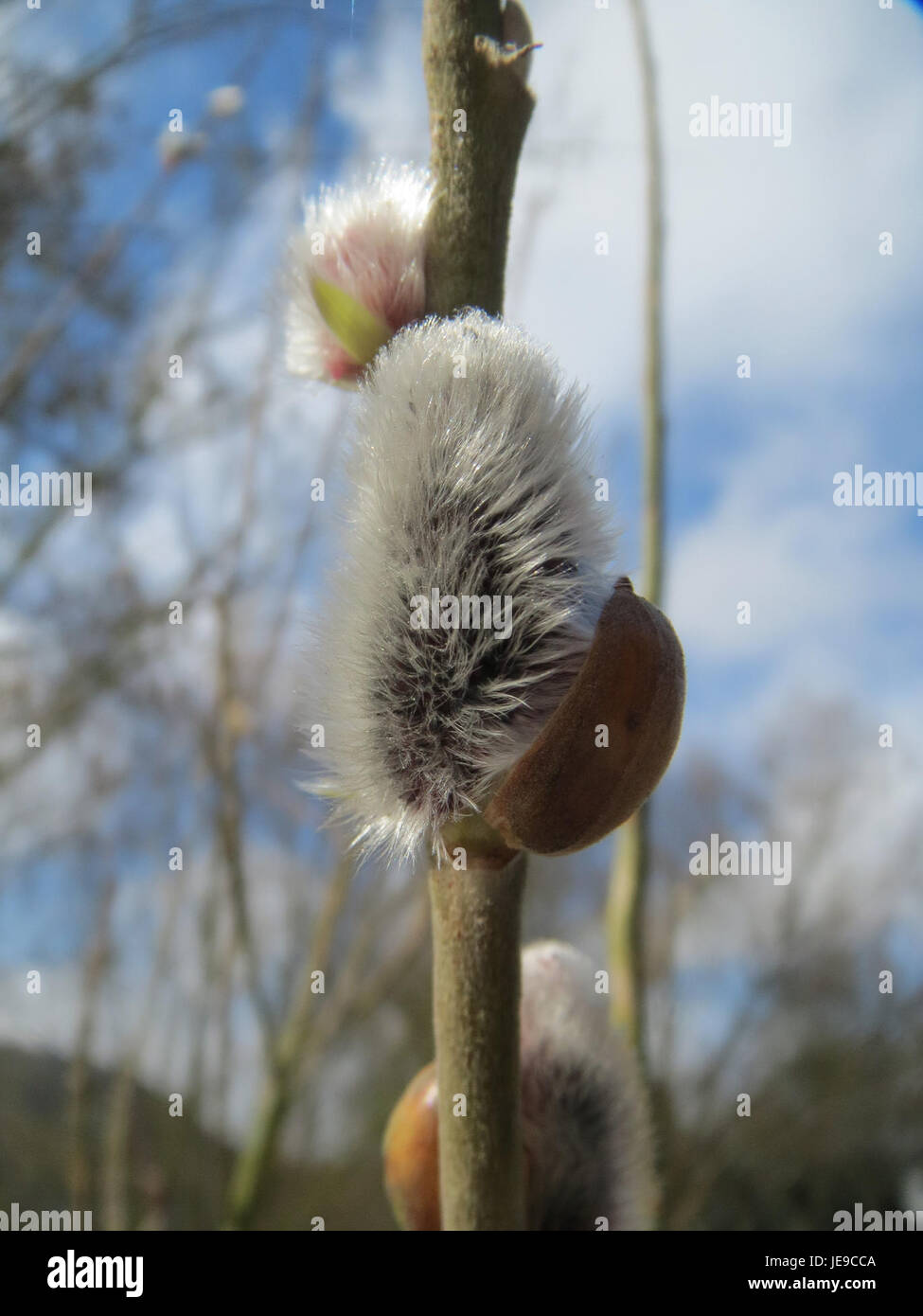 Goat willow tree salix hi-res stock photography and images - Alamy