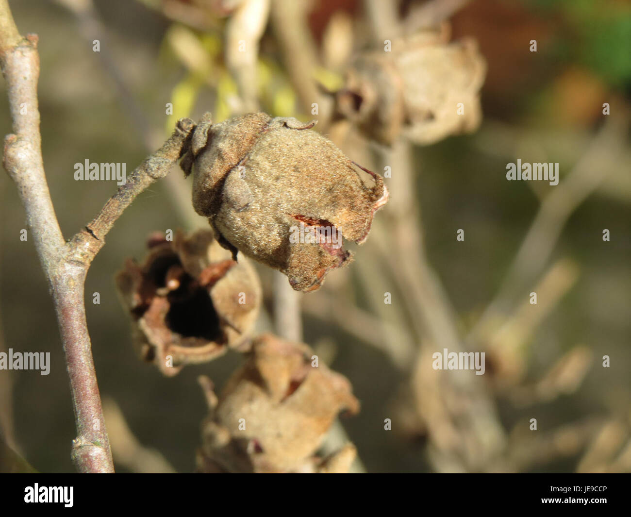 Hamamelis virginiana, commonly known as witch hazel, is a plant native ...