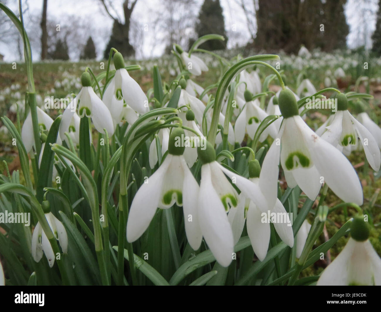 *Galanthus nivalis*, commonly known as the snowdrop, is one of the ...