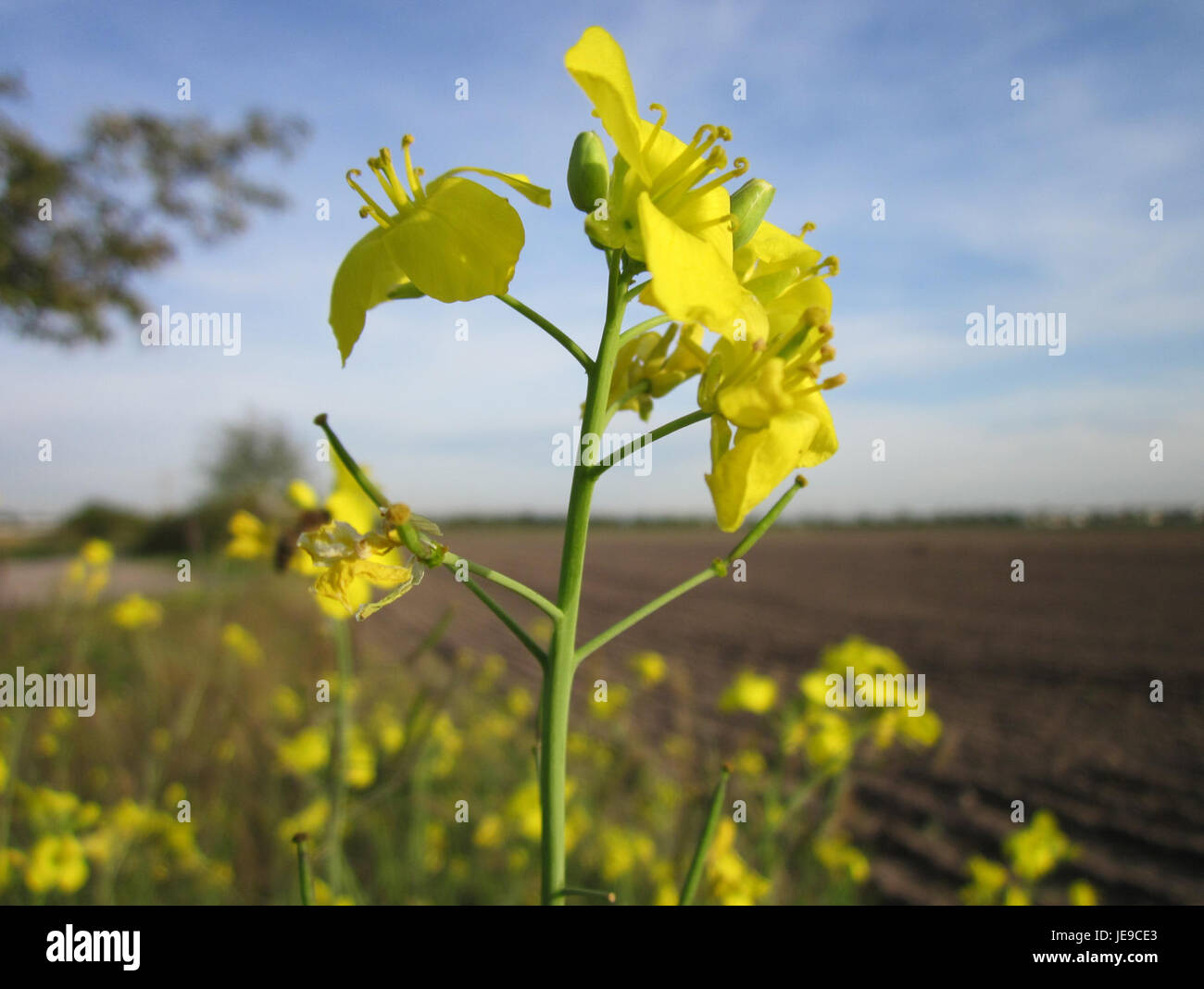 A photograph of 'Wilde Rauke' (Wild Rocket) taken in Neulussheim on ...