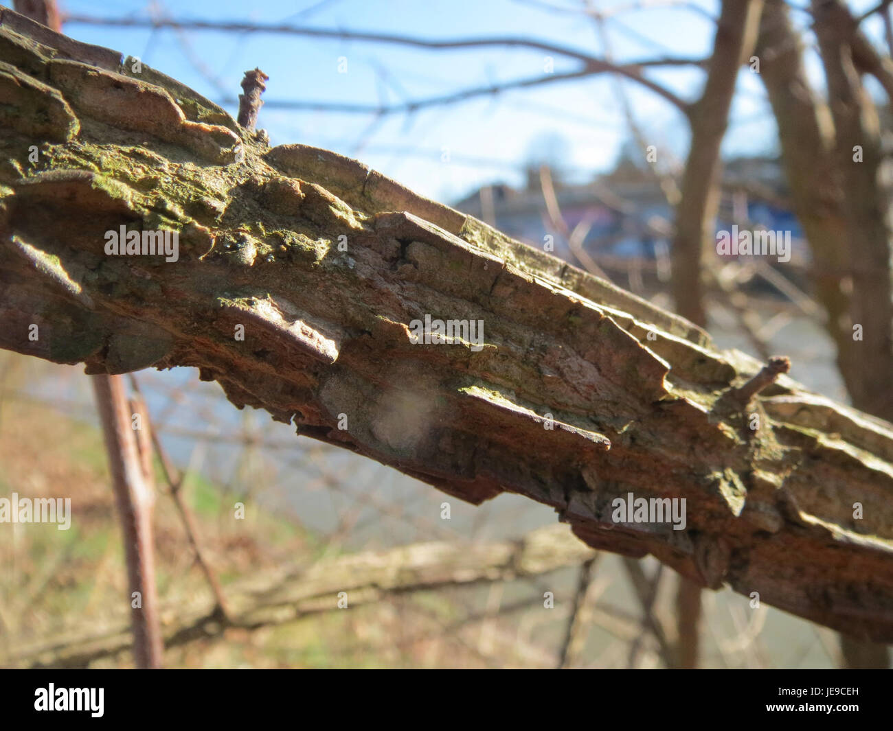 Acer campestre, commonly known as the field maple, is a small deciduous ...