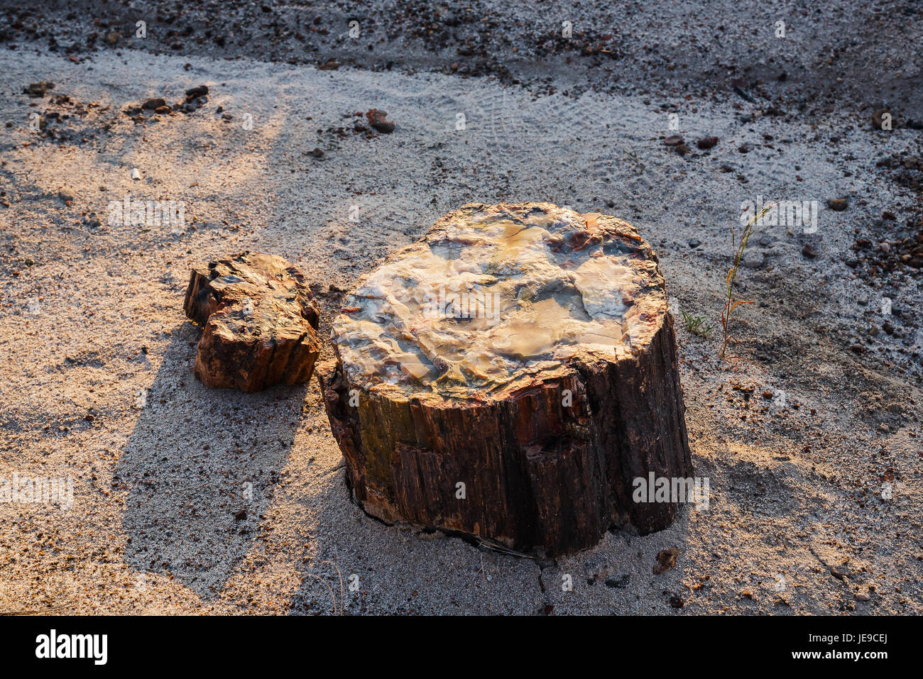 Crystal forest, Petrified Forest National Park, Arizona, USA Stock ...