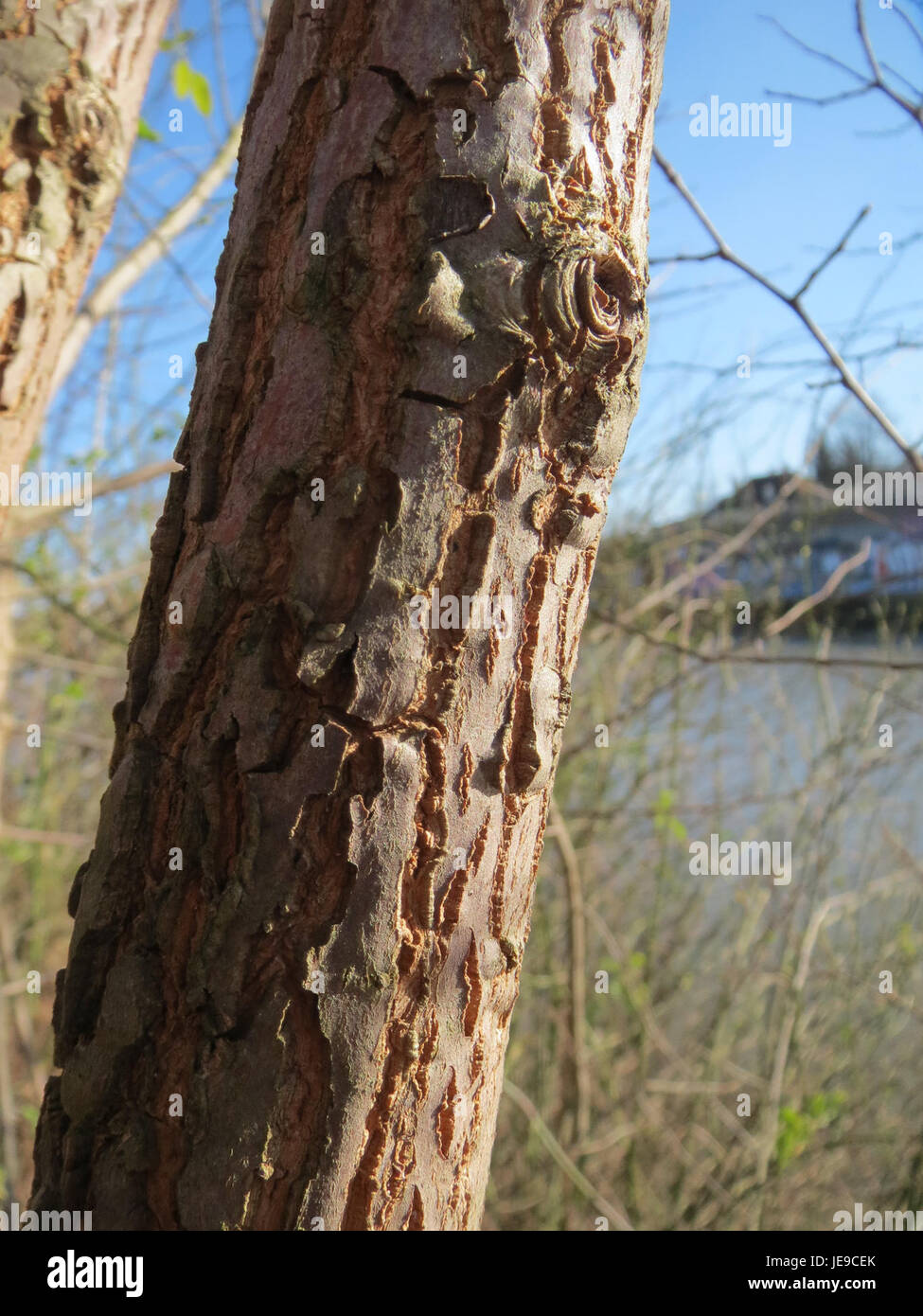 The Ulme, or Elm tree, shown in Staden, Germany, is known for its broad ...