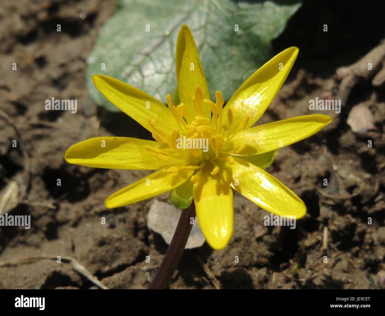 Ficaria verna commonly known hi-res stock photography and images - Alamy