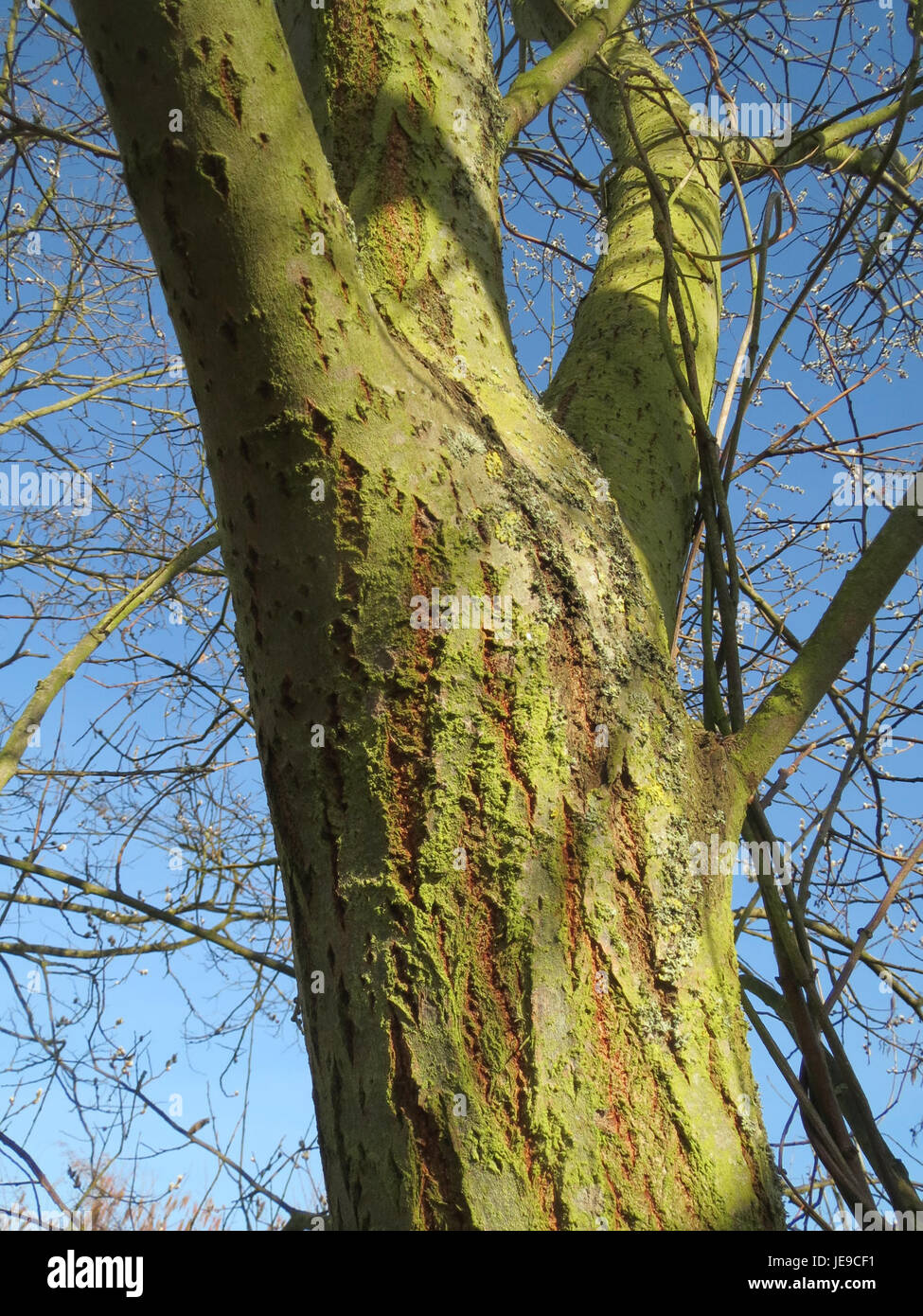 Goat willow tree salix hi-res stock photography and images - Alamy