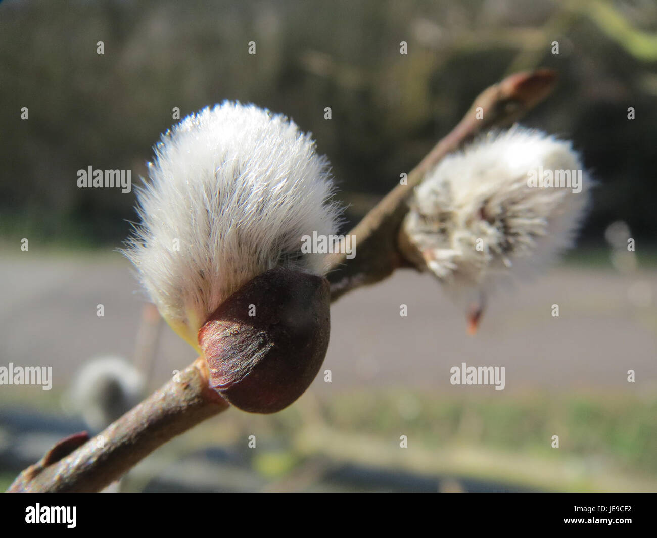 A photograph of Salix caprea, commonly known as goat willow, showing ...