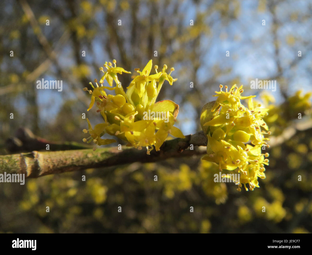 The Cornus mas, or Cornelian cherry, is a fruit-bearing shrub native to ...