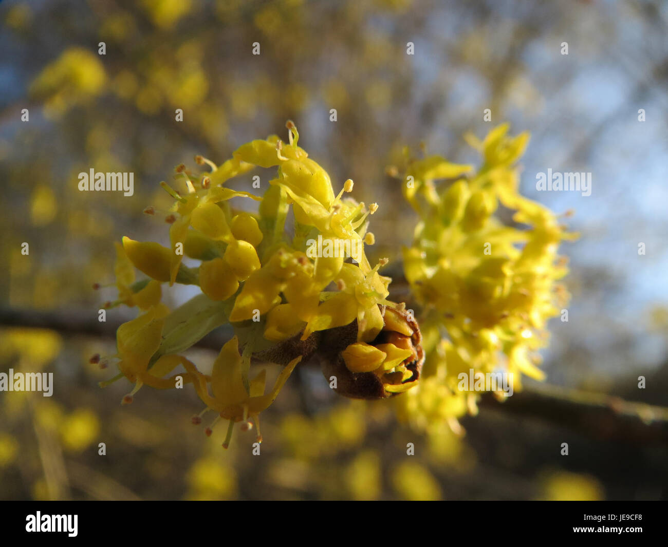 Cornus mas, also known as the cornelian cherry, is a deciduous shrub ...