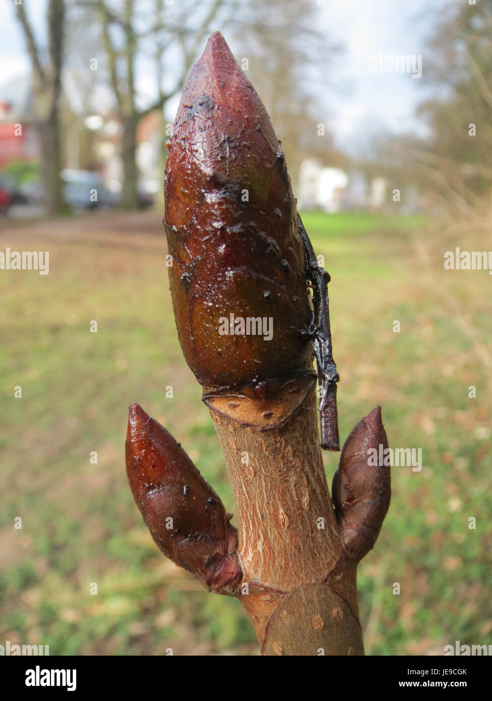 A photograph taken on February 25, 2014, showing Aesculus hippocastanum ...