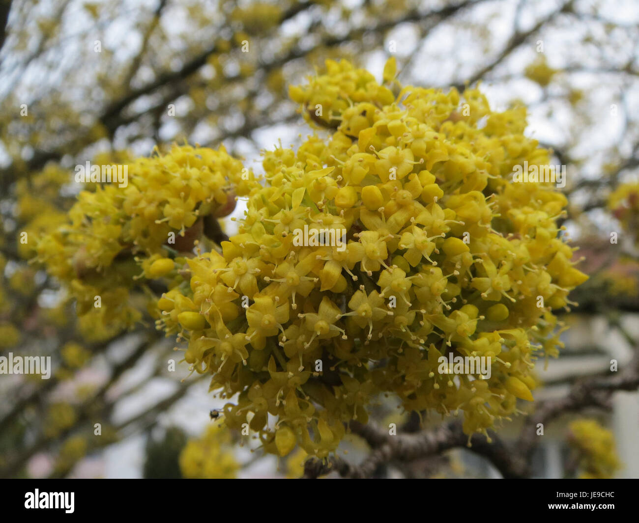 Cornus mas, also known as the Cornelian cherry, is a flowering shrub ...