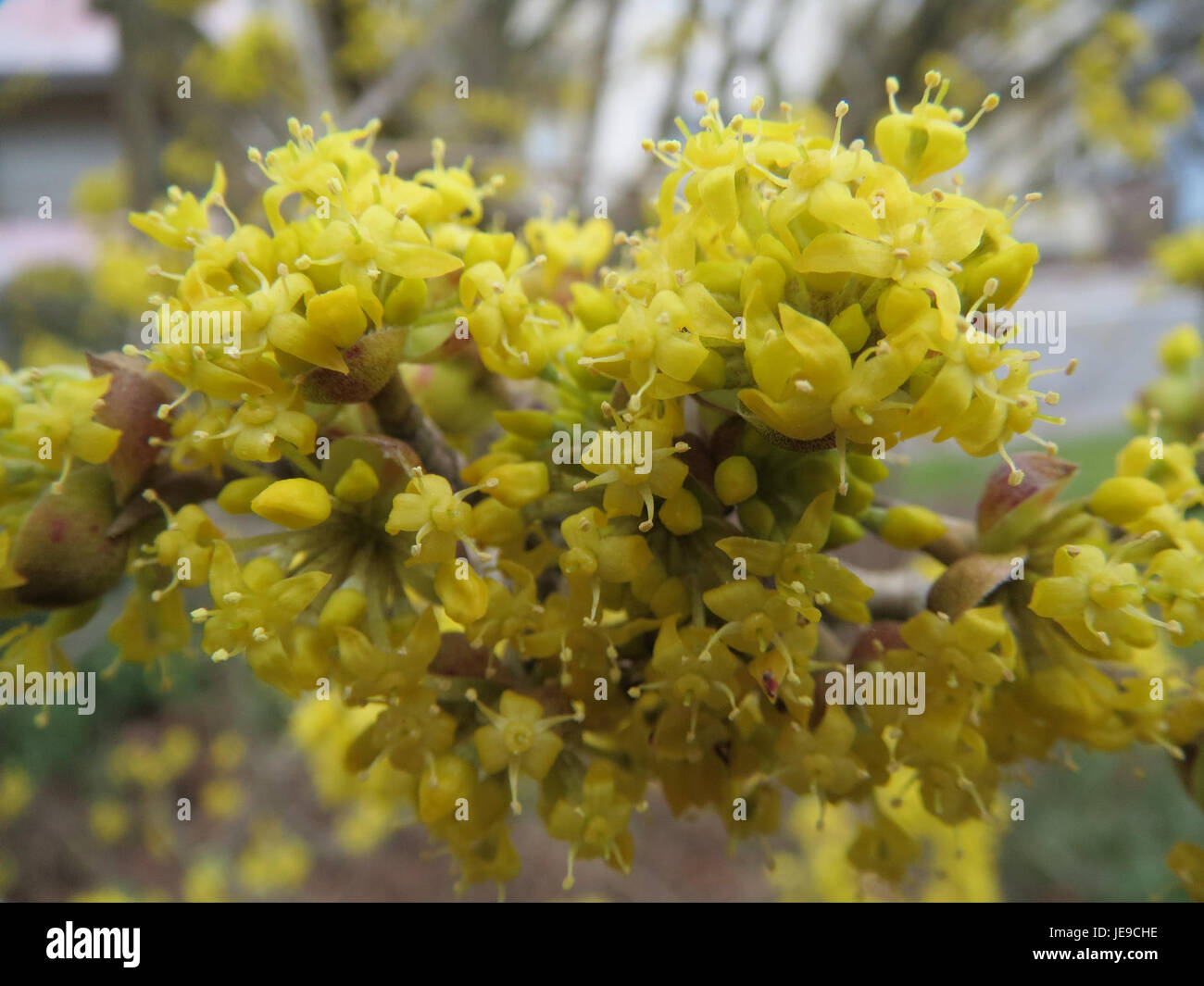 Cornus mas, also known as the Cornelian cherry, is a flowering plant ...