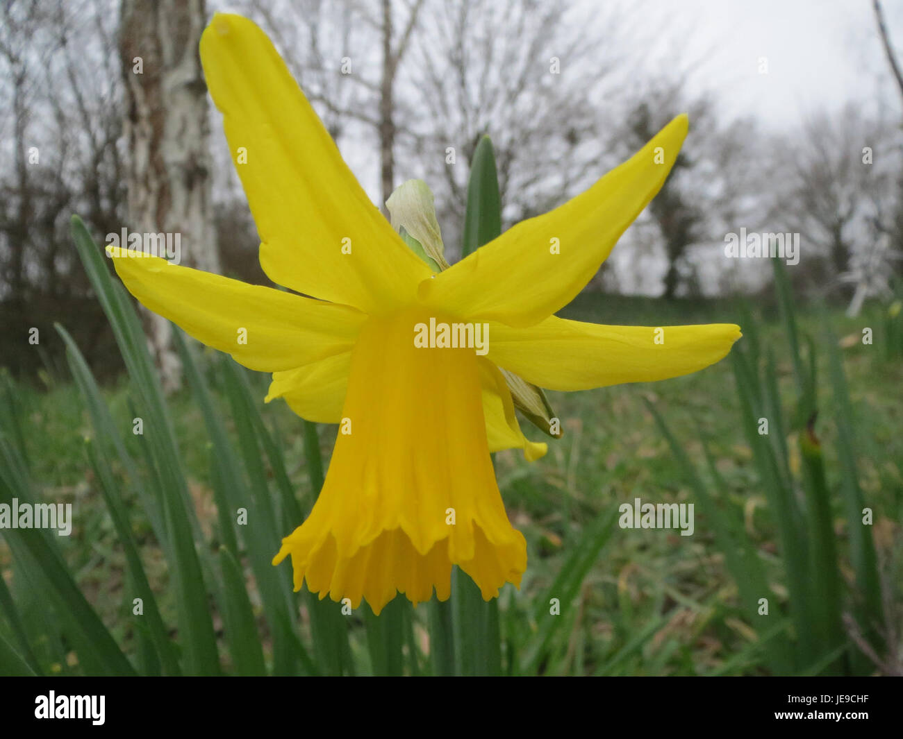 Daffodil narcissus pseudonarcissus commonly hi-res stock photography ...