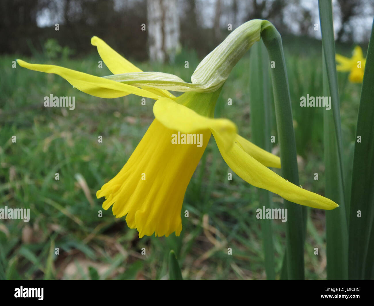 Daffodil narcissus pseudonarcissus commonly hi-res stock photography ...